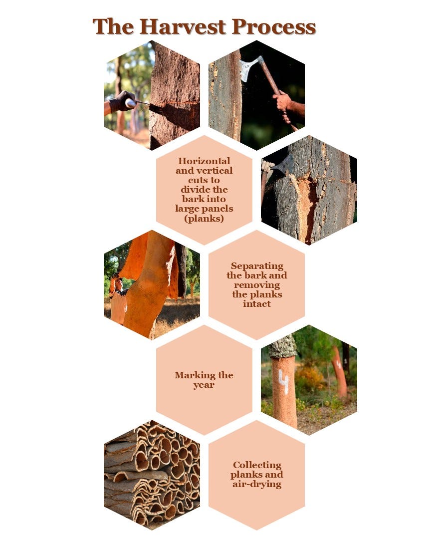 Why Cork is One of the Most Sustainable Materials in the World