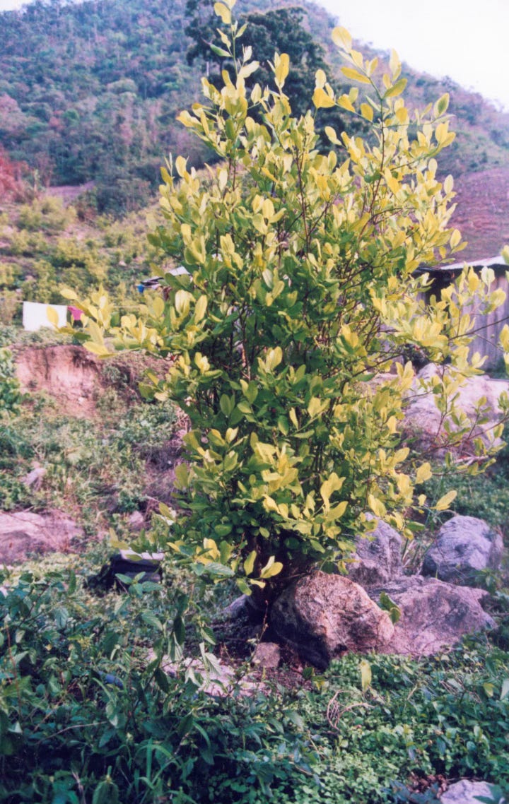 Reviving The Old Proposals Of Plan Colombia - TPQ