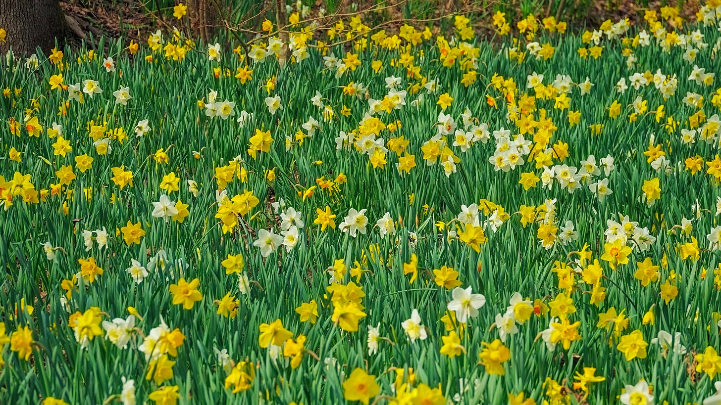daffodil database