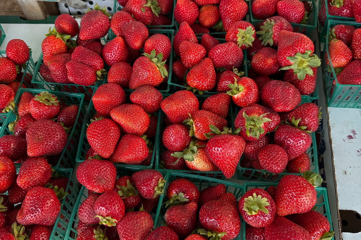 Gift of Gabs | Gabriella Gofis | Substack