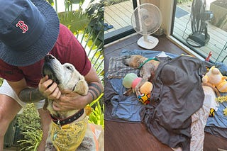 Happy Doggo | Niall Harbison | Substack