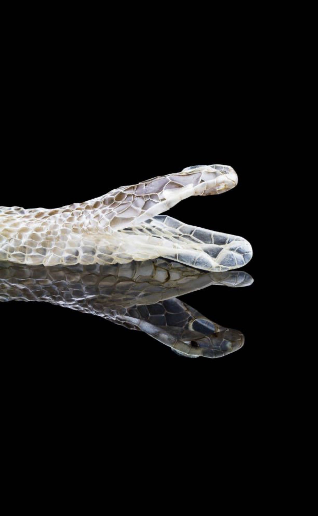 updates + guest spots // bay area + NYC [ winding down my time with ...