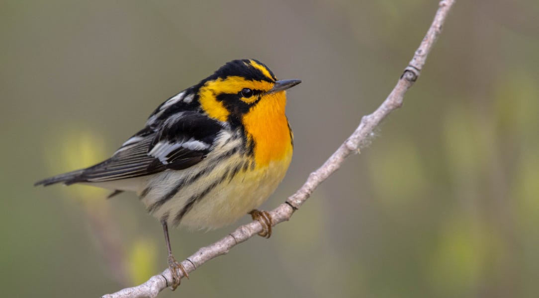 Birding Tip: Learn Your Local Birds - Birding University
