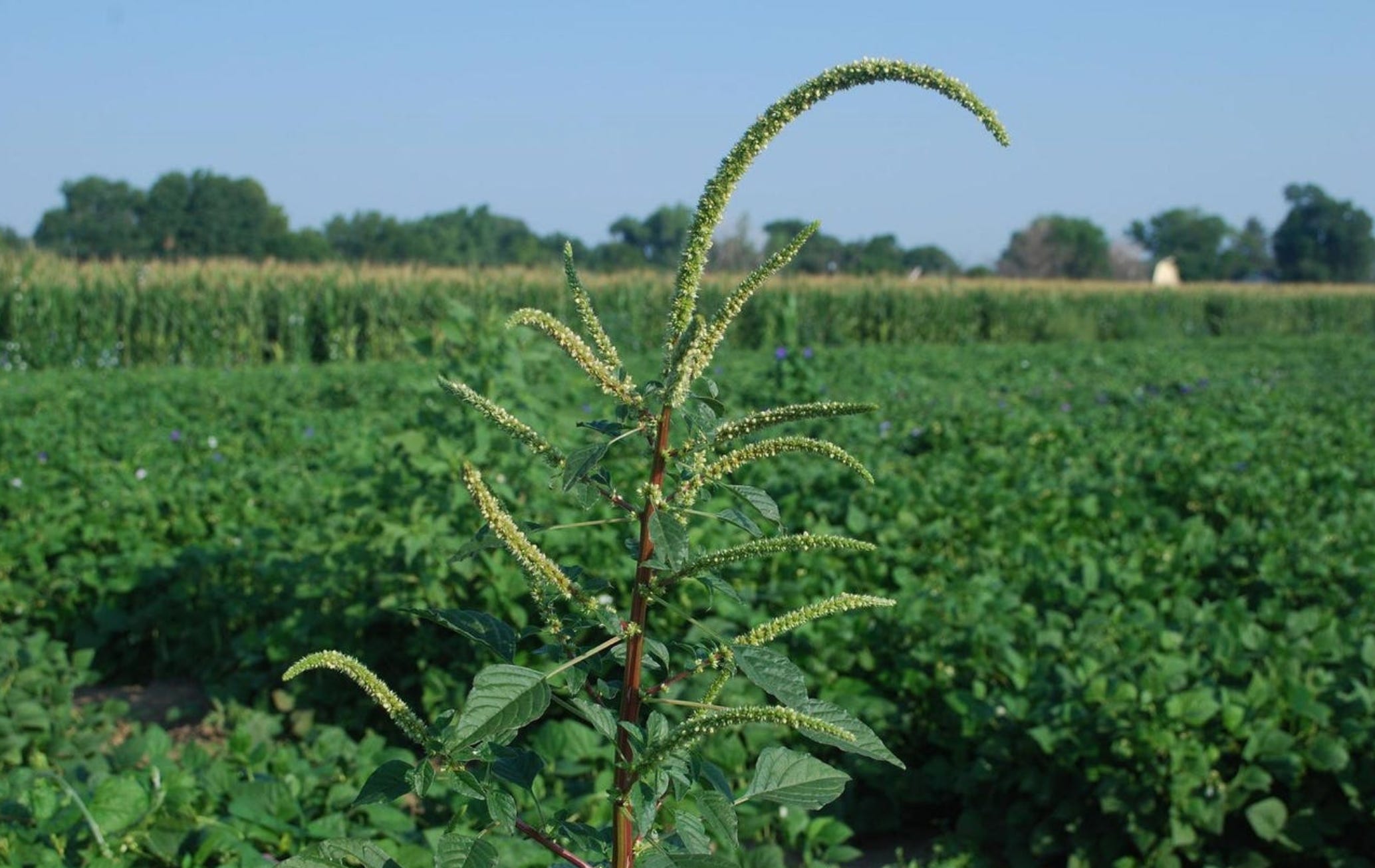 Genetically Modified Weeds - Doomberg