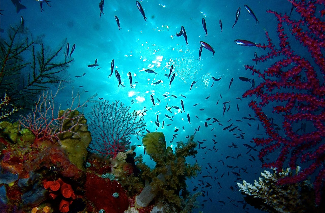 The Philippine Coral Reefs - by Edge Genosa