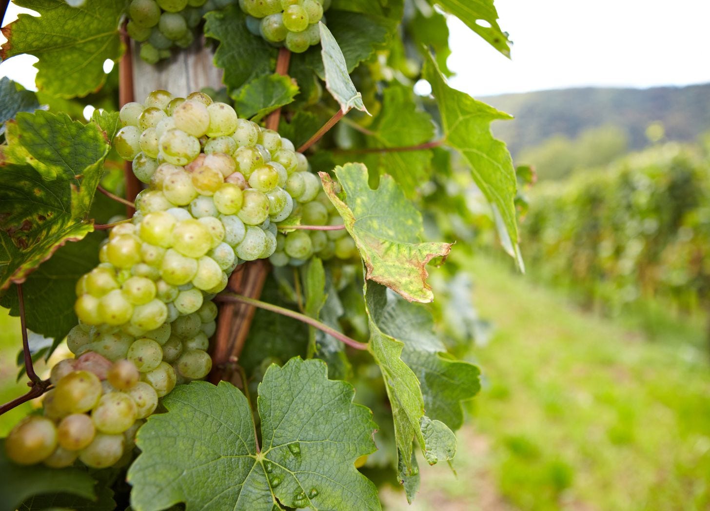 A Guide to Floral Wines - by Annie B. Shapero - tastefully
