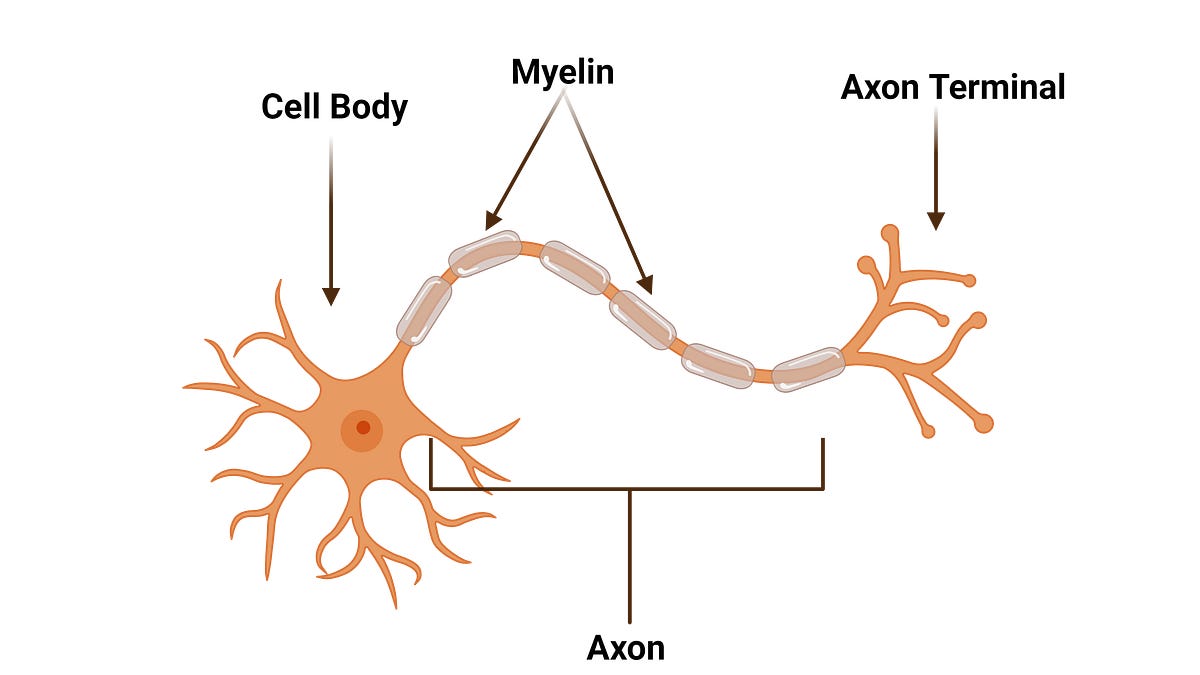 axon terminal function