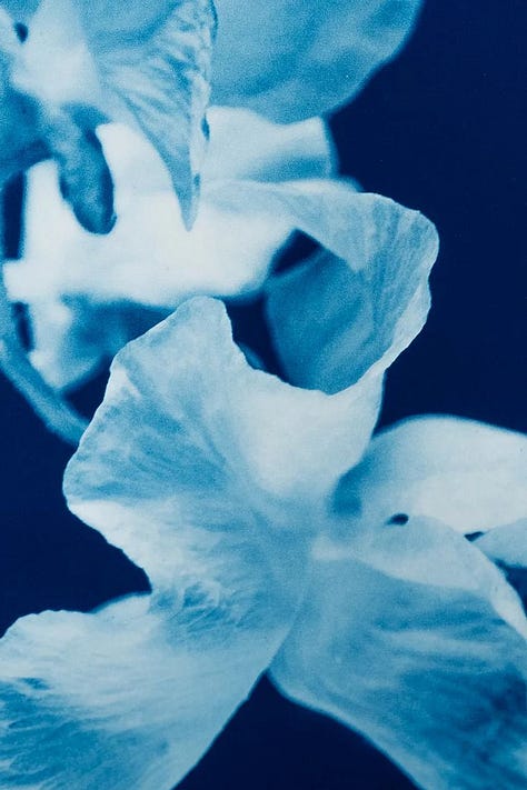 Exploring Cyanotypes: A Beginner’s Guide to This Unique Cameraless ...