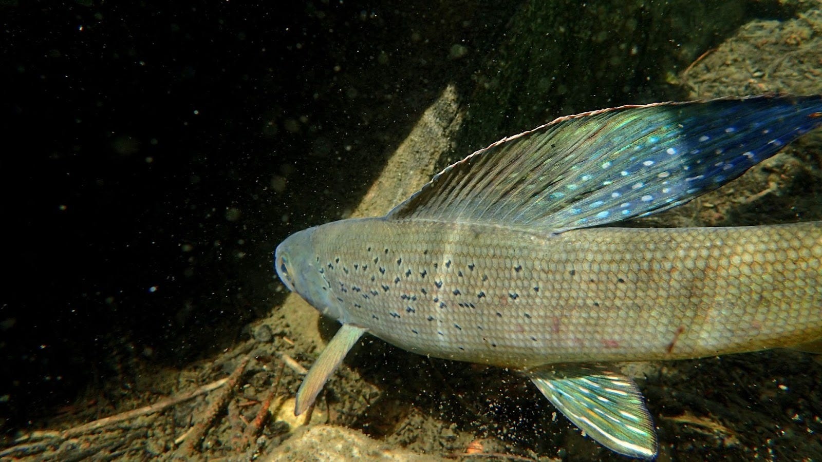 New Report Finds Montana Arctic Grayling Face Increasing Risk, Despite ...
