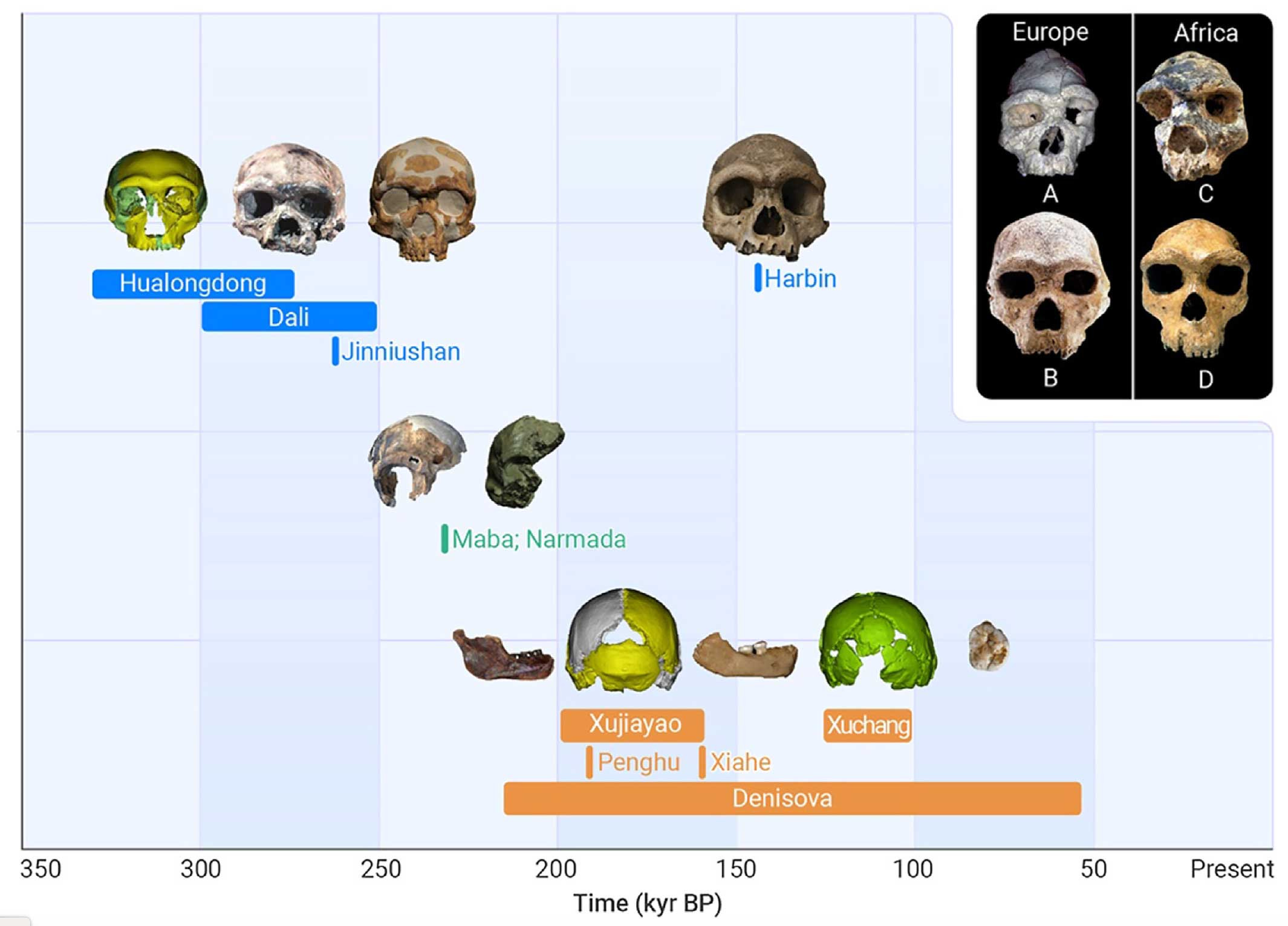 Evolution Of Human Skulls Timeline
