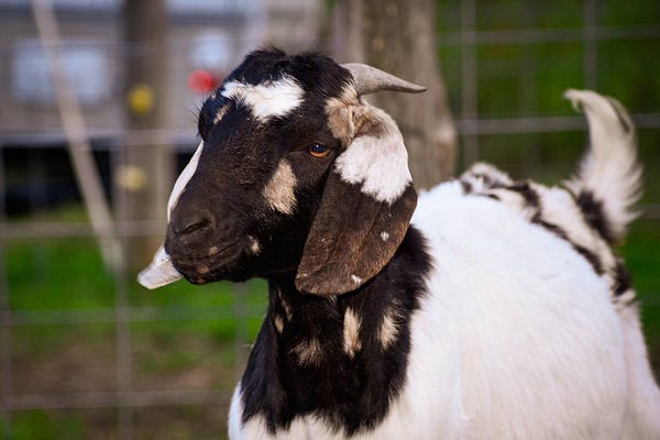 The Goat Barn | Amanda Pieper | Substack