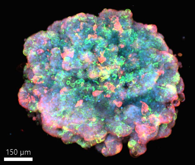 The secret beauty of microscope art - by Tom Melville