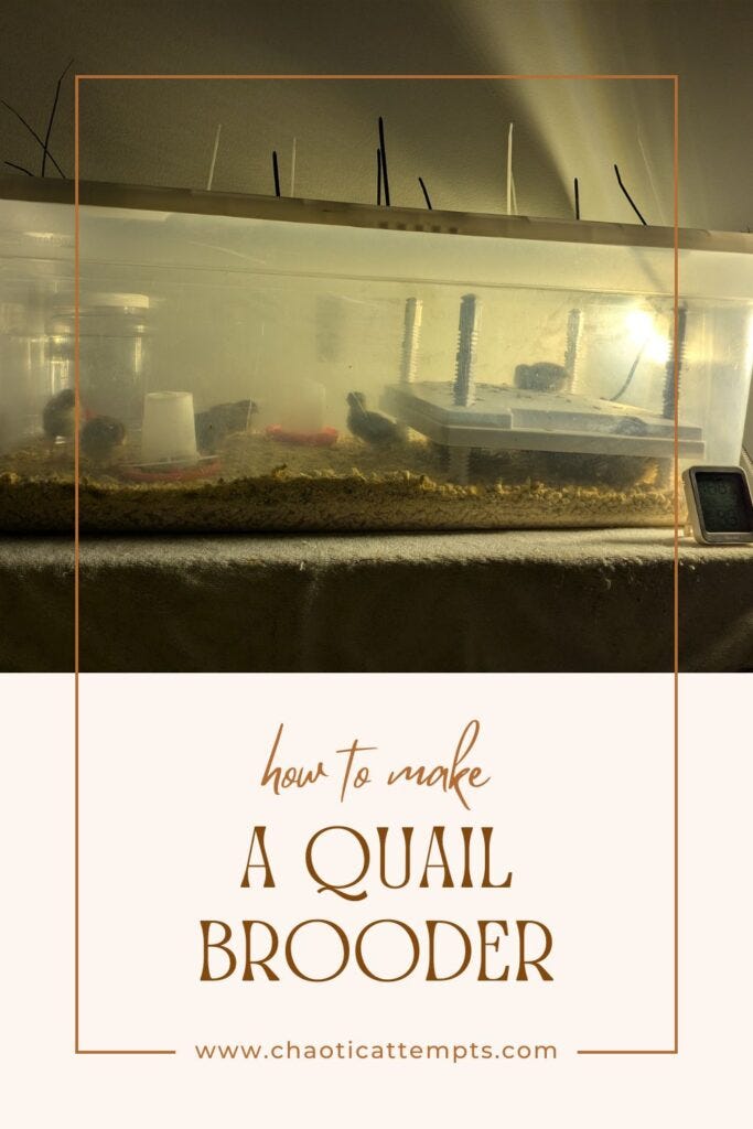 How to Build A Quail Brooder - by Hannah