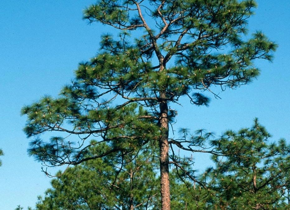 longleaf pine tree florida