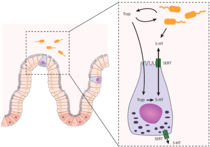 Serotonin; how to lower it correctly - Hans' Substack