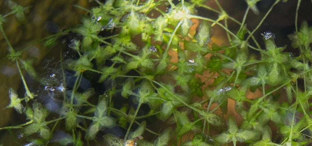 Duckweed and Watermeal (Lemna and Wolffia spp.)