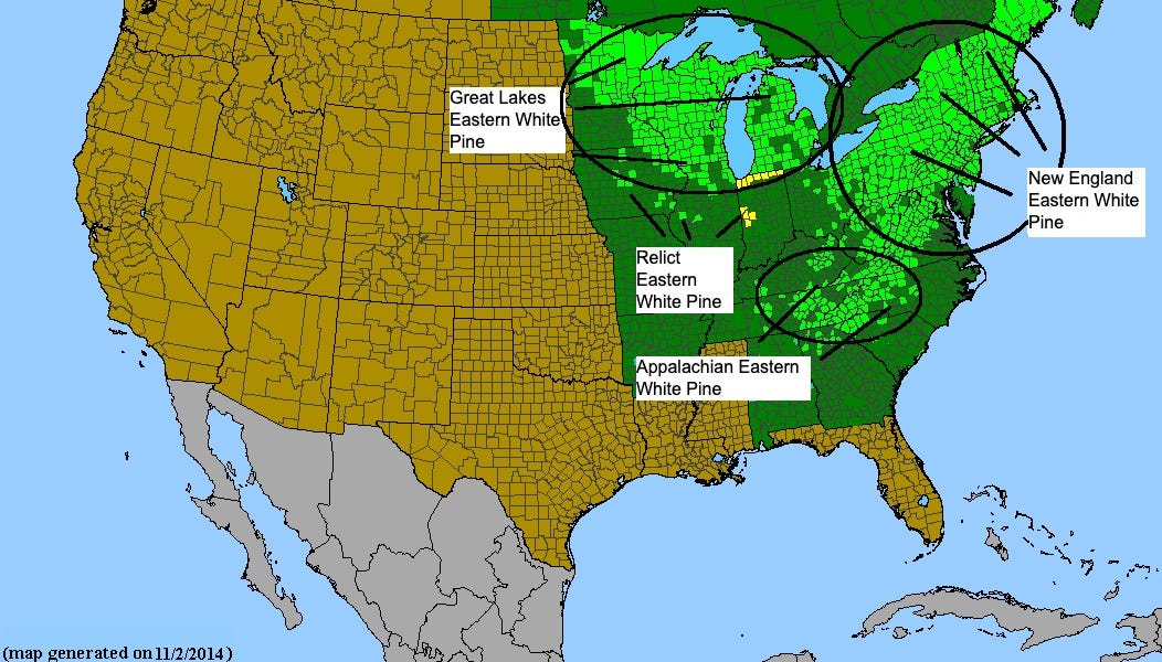 white spruce tree native range