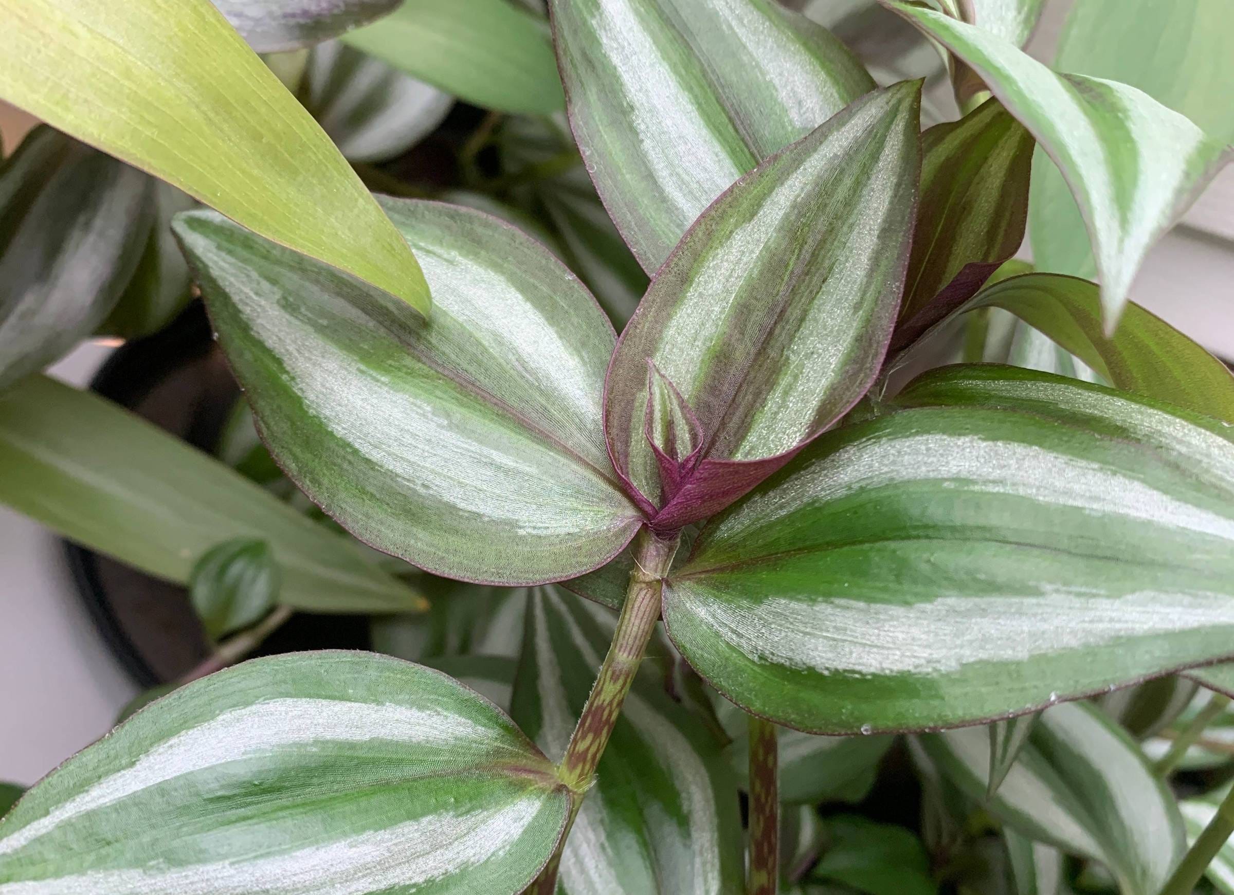 Tradescantia Zebrina – A Guide to This Stunning and Easy Houseplant