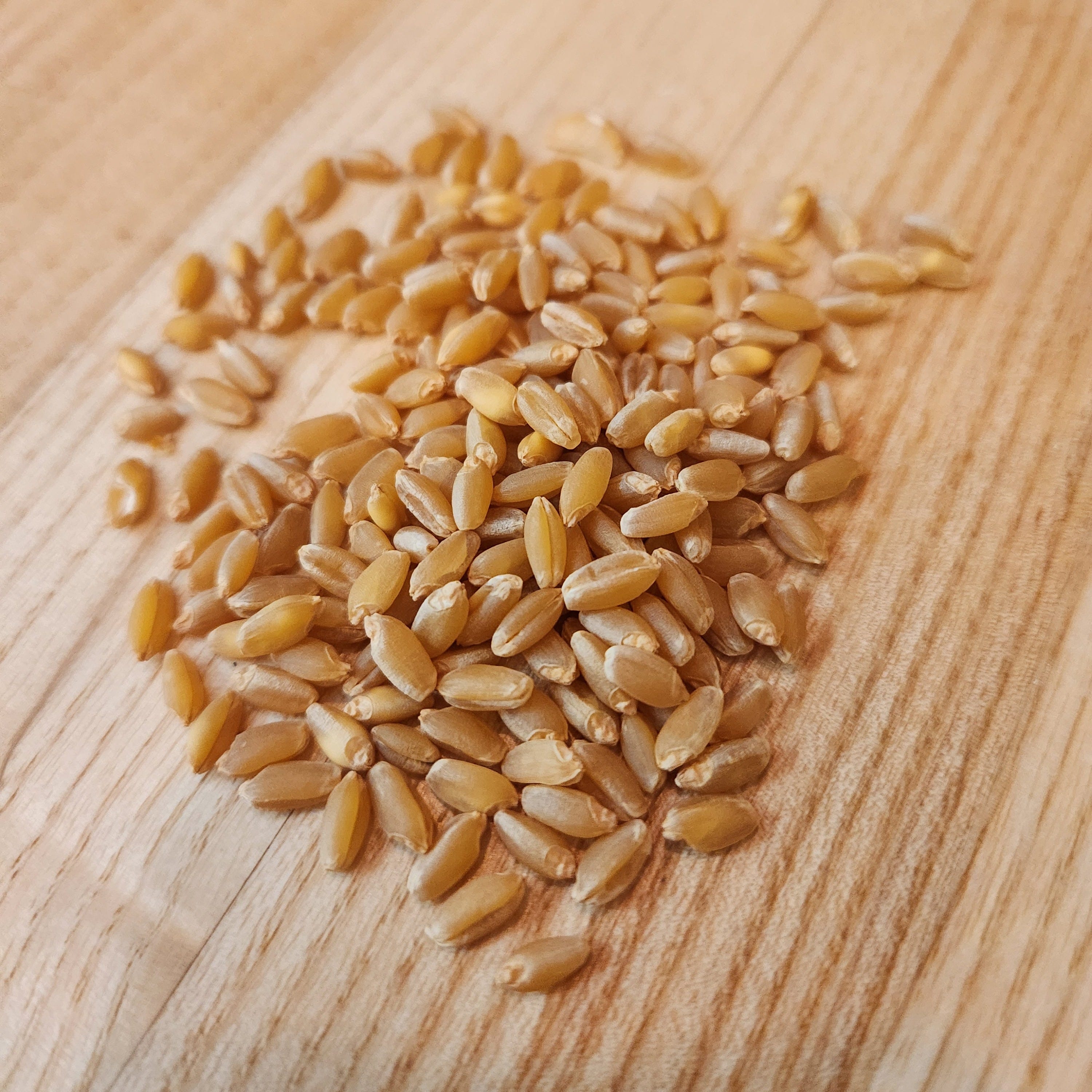 An Introduction to Durum Wheat - by Caroline Anders