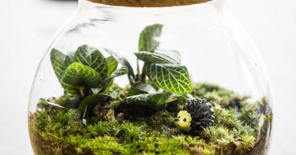 How to Build a Self-Sustaining Ecosystem in a Jar