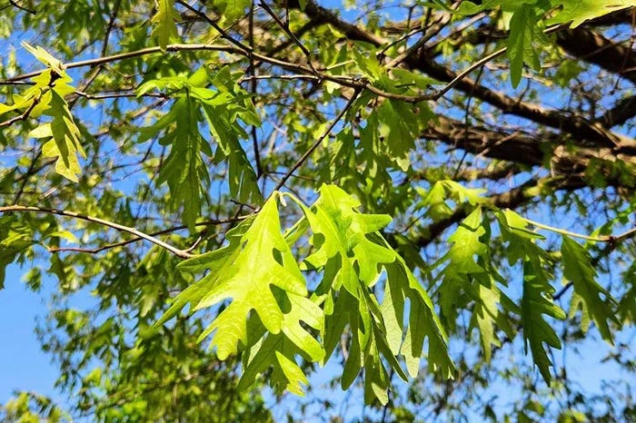 11 Poems About Trees and Life That Celebrate Growth and Wisdom