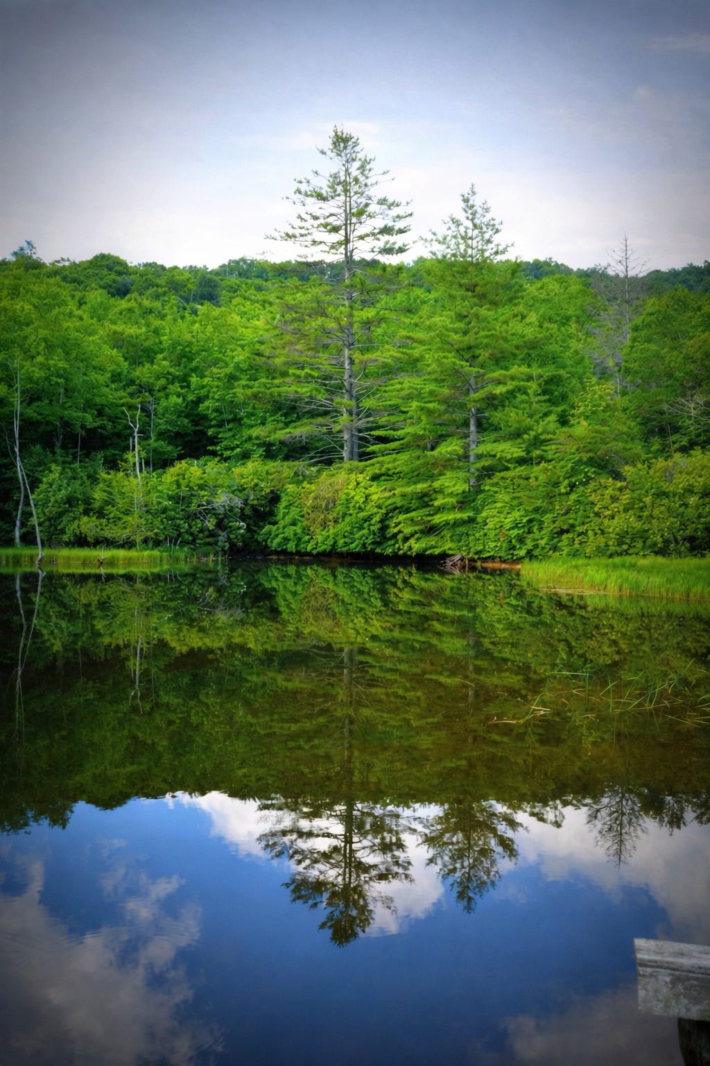 Like a Tree Planted by the Water