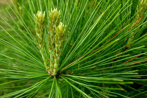 David Avocado Wolfe | Substack