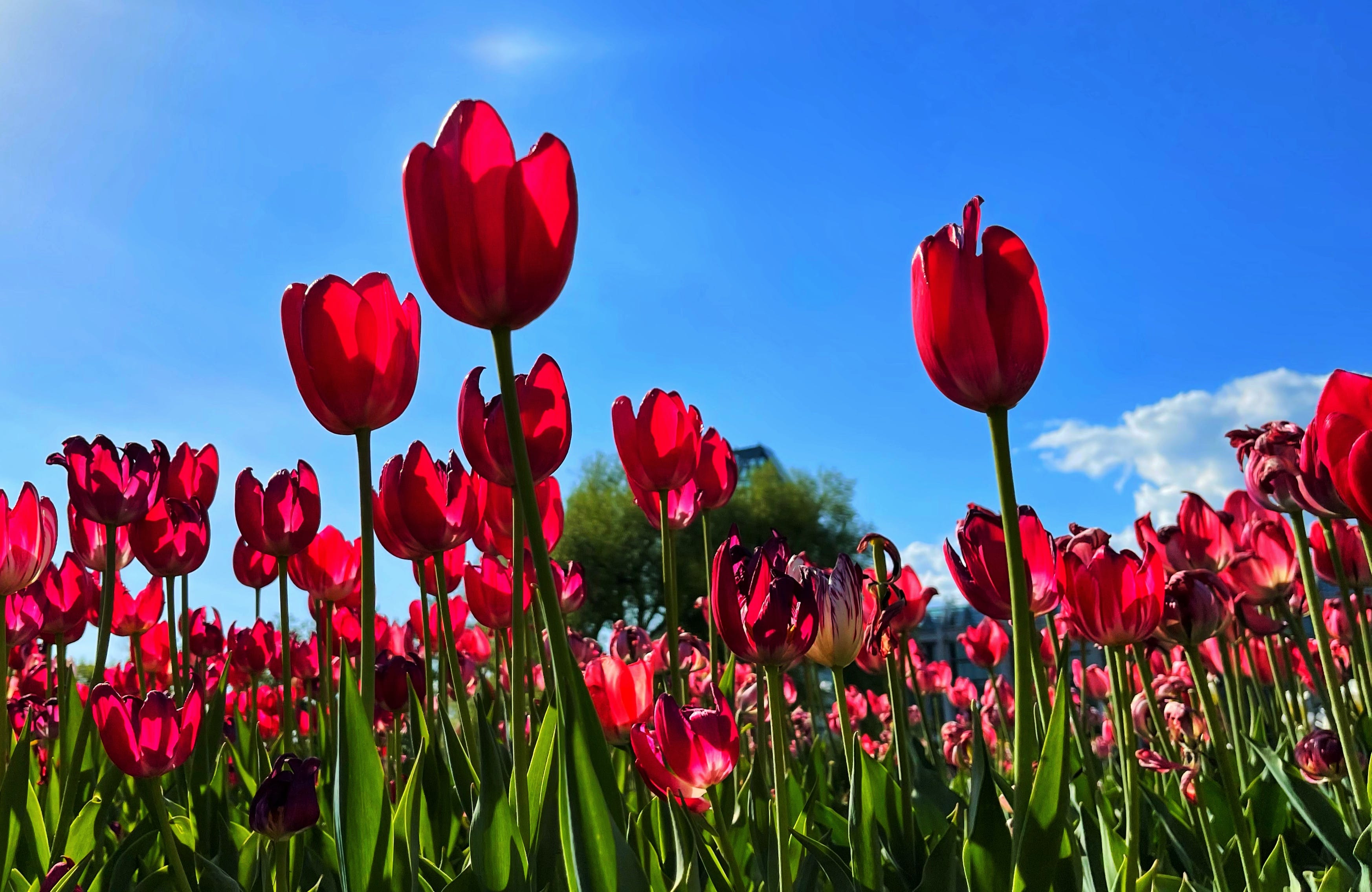 Tulips - by Alexander Verbeek - The Planet 🌎