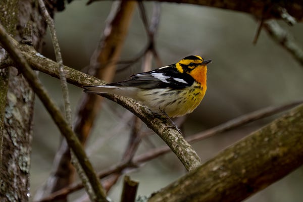 The Noah Kalina Newsletter | Substack