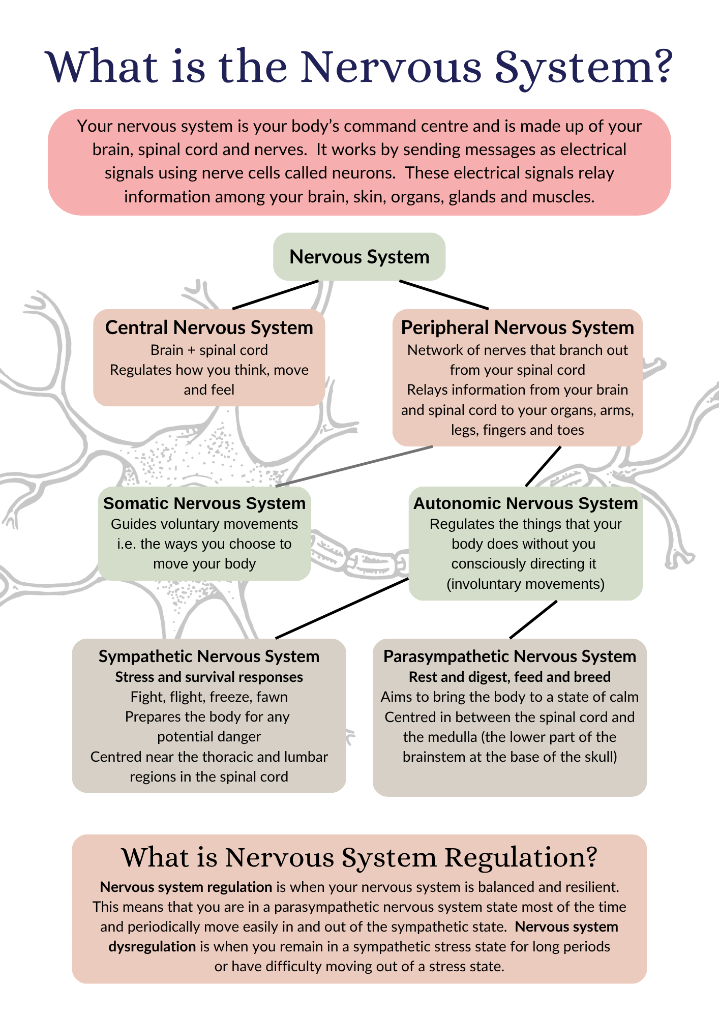 Understanding Your Nervous System and Stress Response