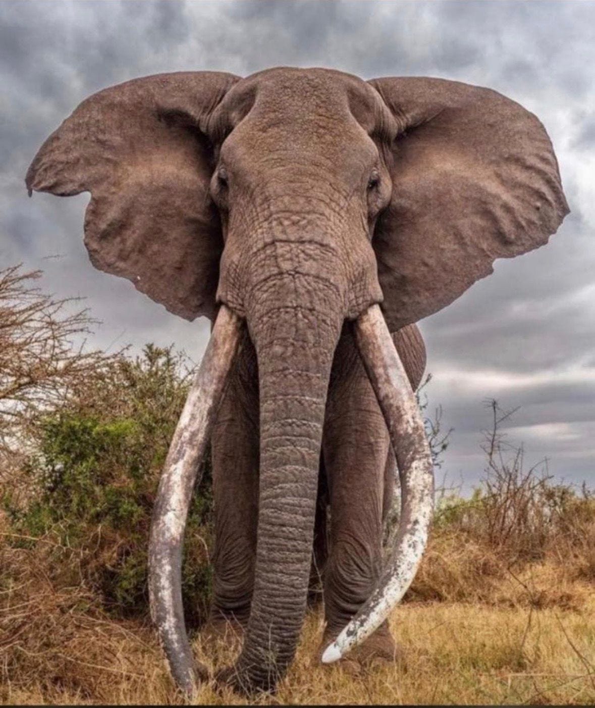 Farewell to Craig, Ambroseli's Last Magnificent Super Tusker – Kenya's ...