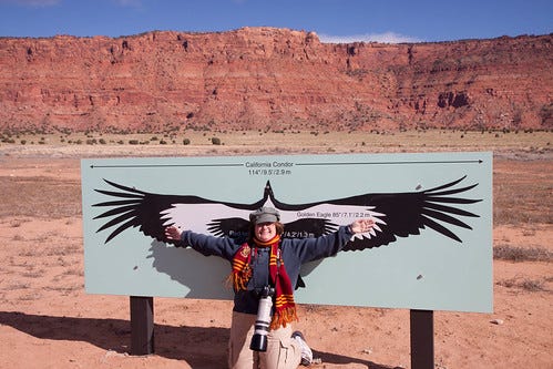 condor human size comparison