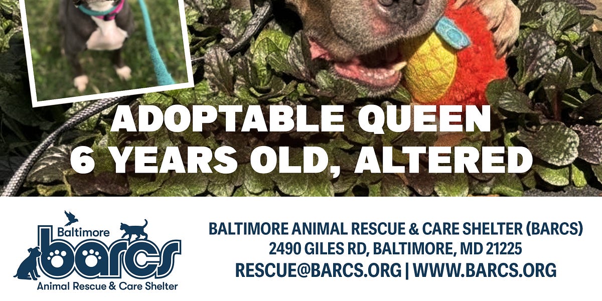 Underweight, dog friendly girl hoping to be back in a home- 3rd plea ...