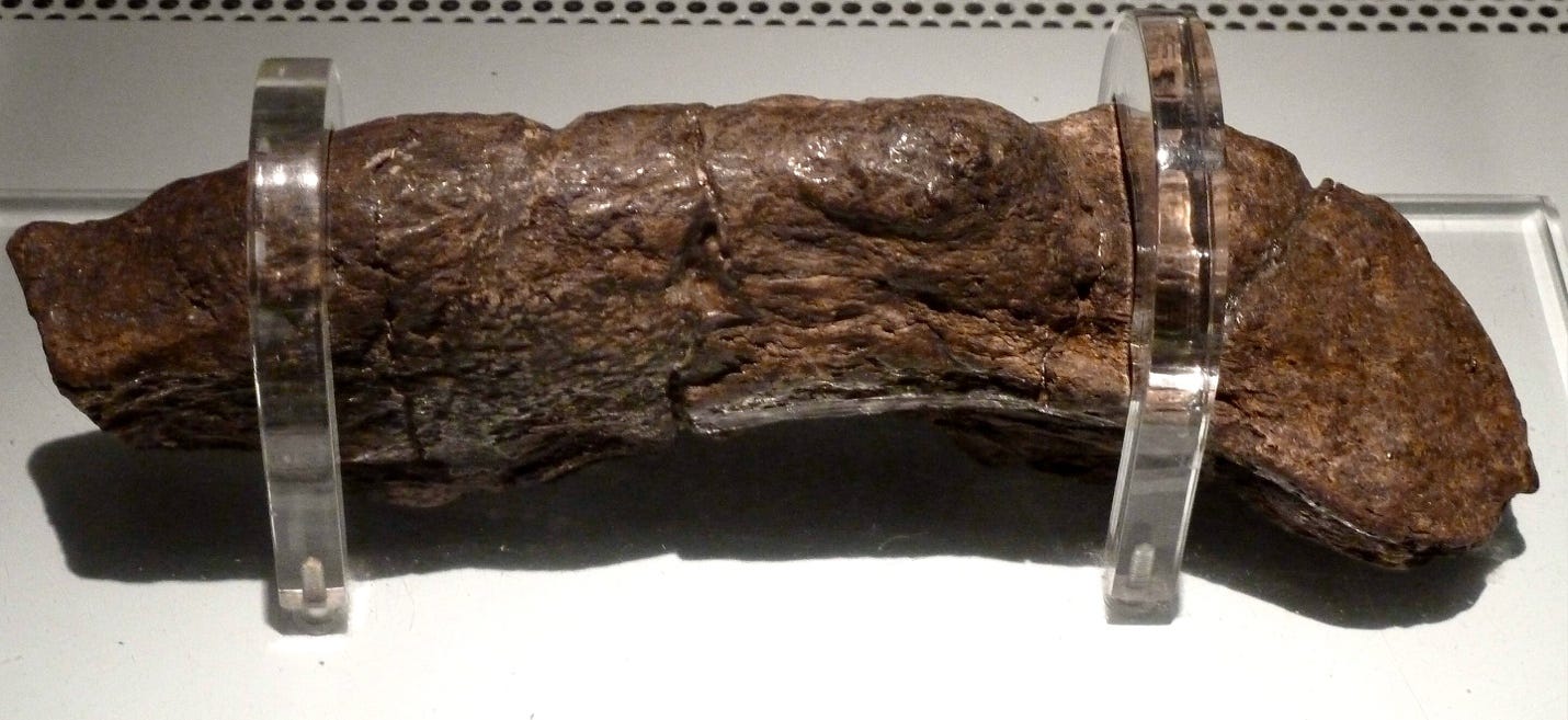 The Ghosts of Meals Past: What We’ve Learned from Fossilized Poop