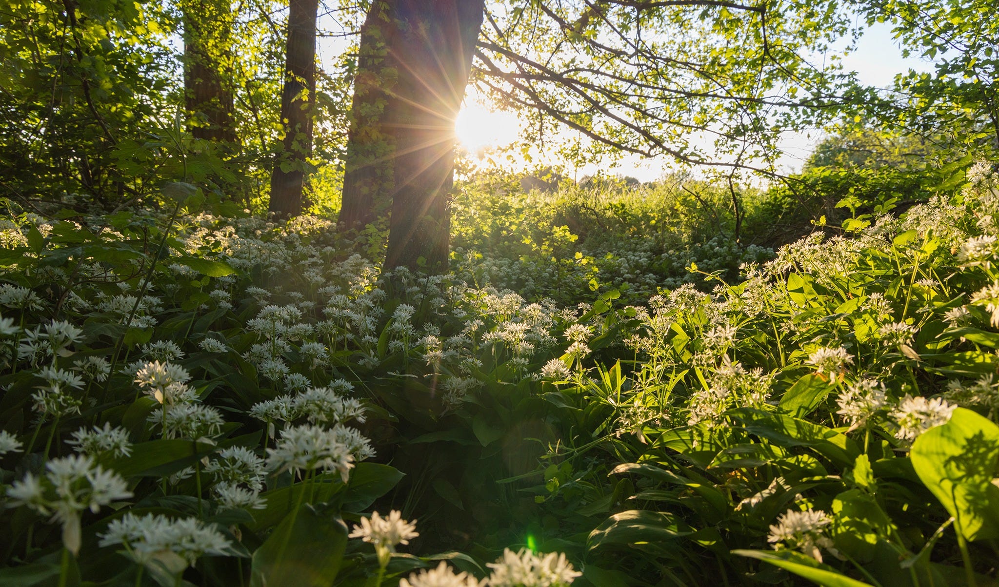 Wild Alliums - The Forager's Secret Treasure and Ephemeral Voice Of Old ...