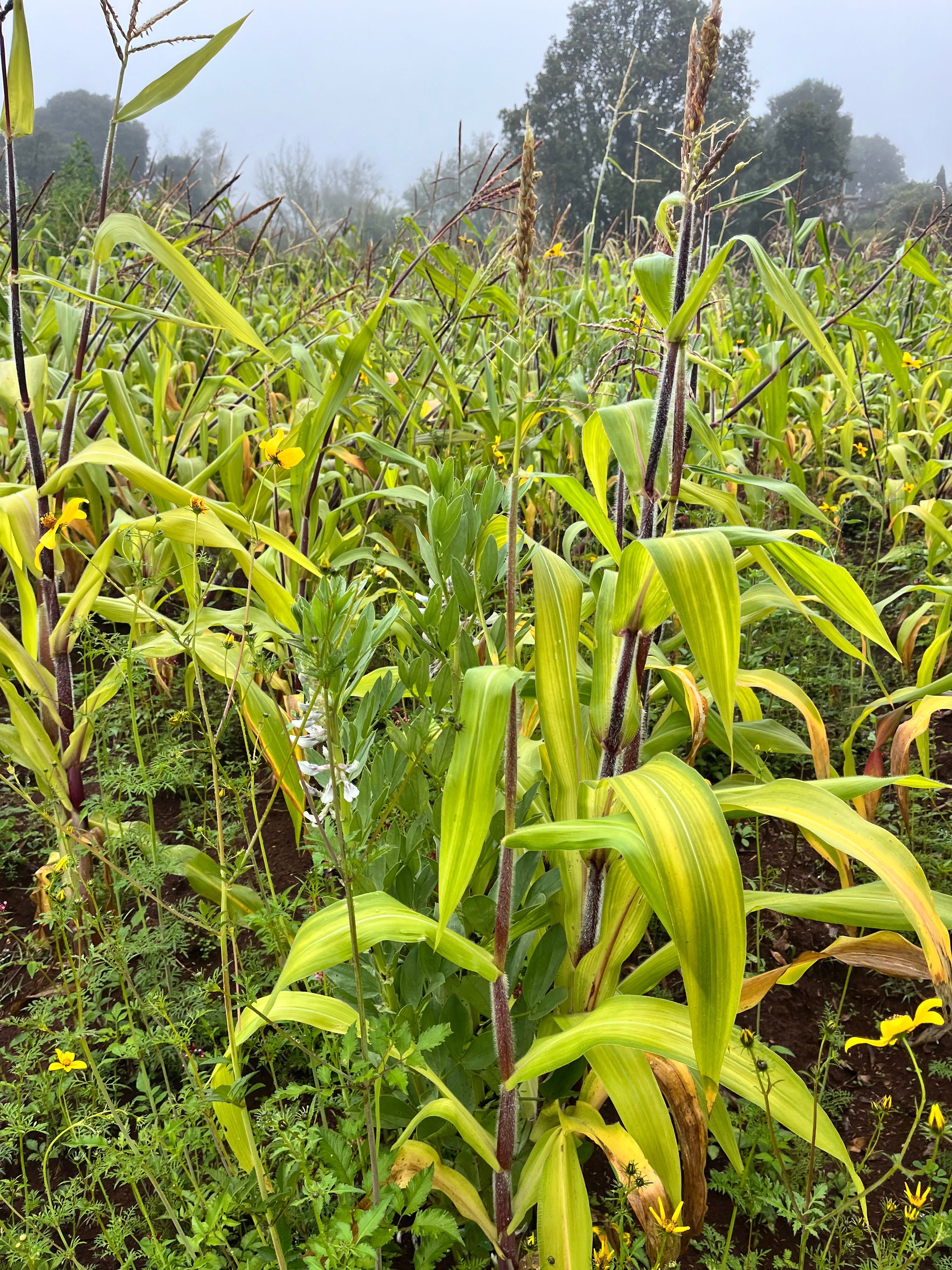 Tepache: a mixed-fermentation alcohol beverage from Mexico.