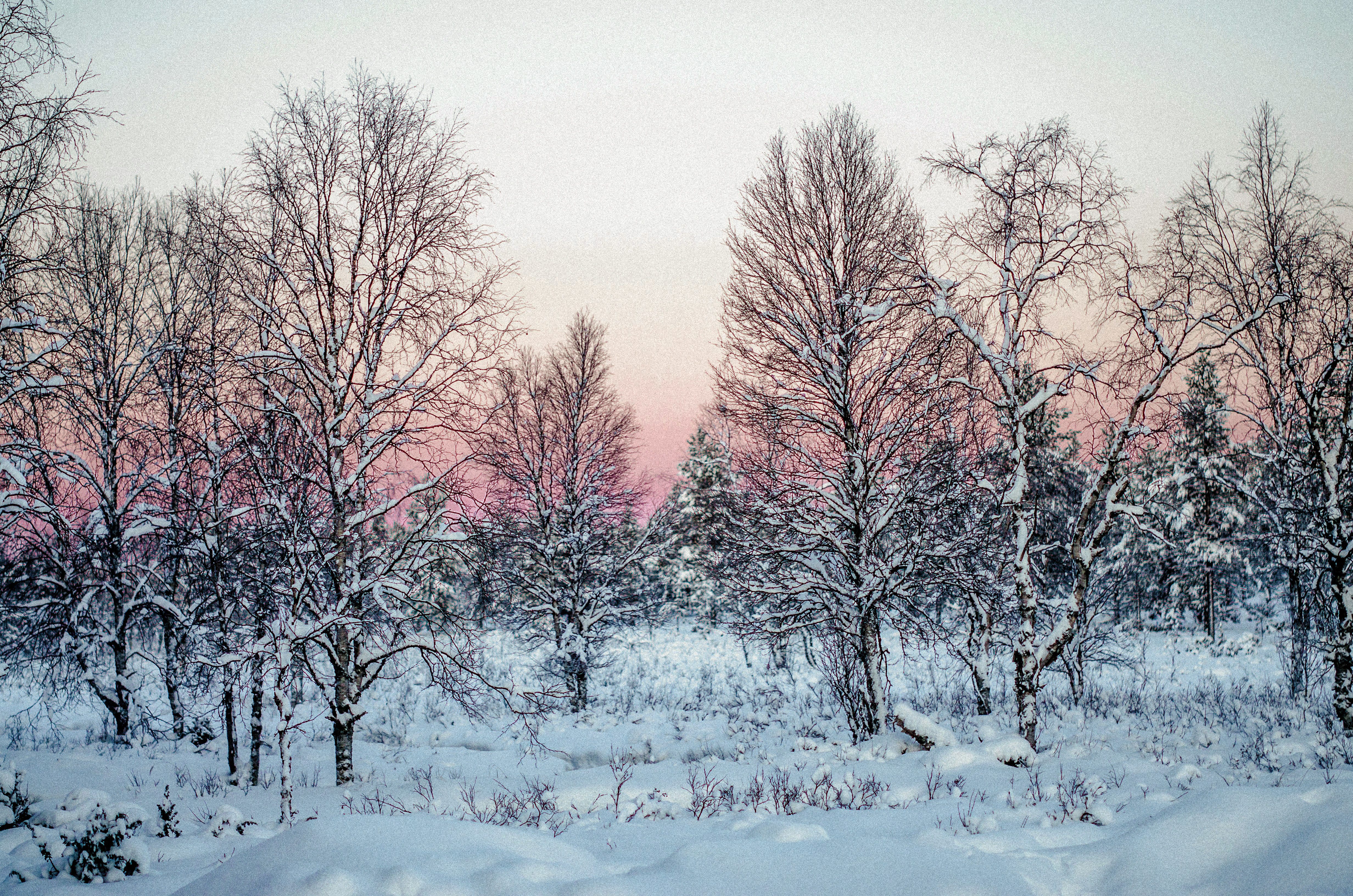 on: wintering well - by kyla james - boring things