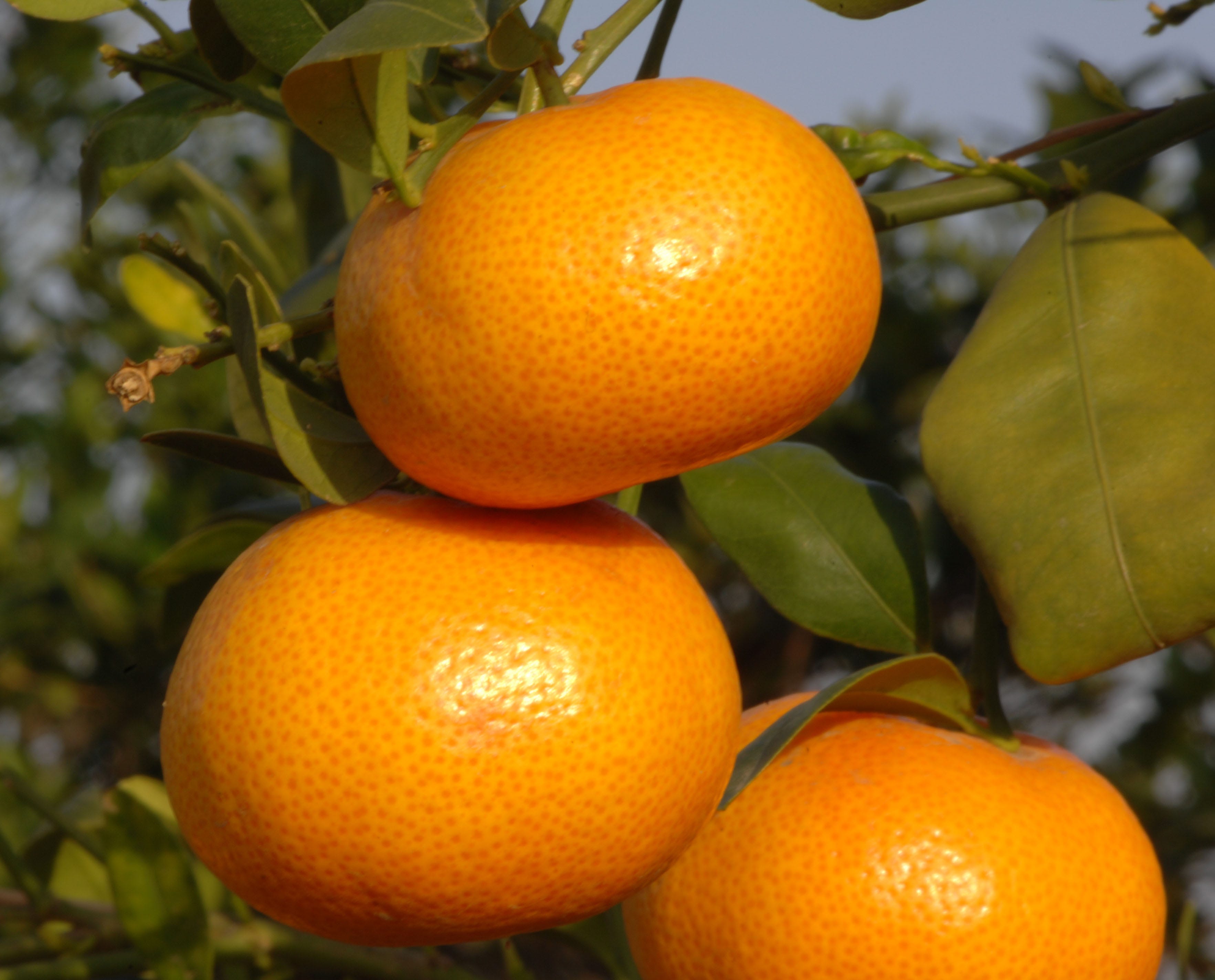 A Mandarin for All Microseasons - by Gillian Ferguson