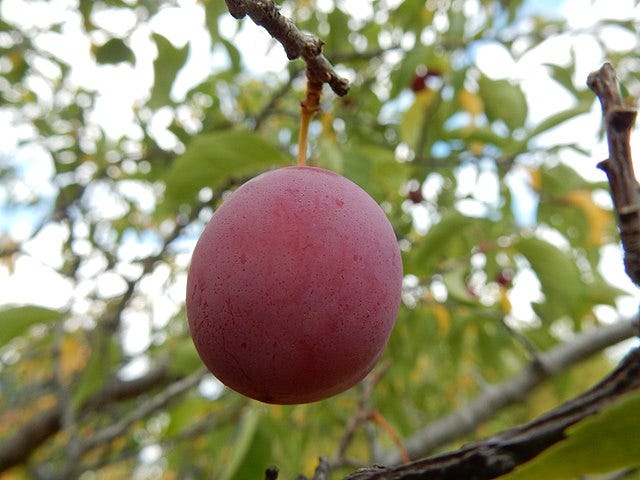 25 Native Fruit of Virginia - Feeding Appalachia