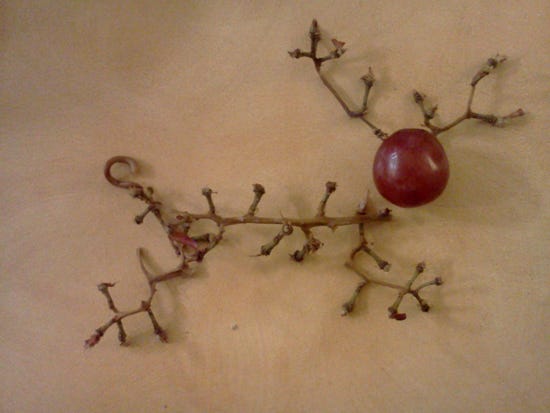 Grape stems as enrichment - by Chris Hynes - cricket