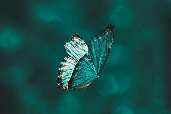 polly clark substack