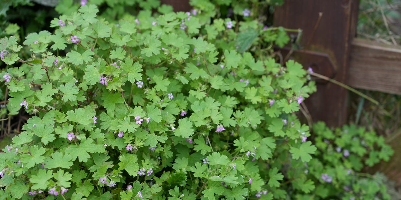 wild geranium herb