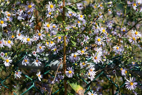 Tea Notes | Erin Boyle | Substack