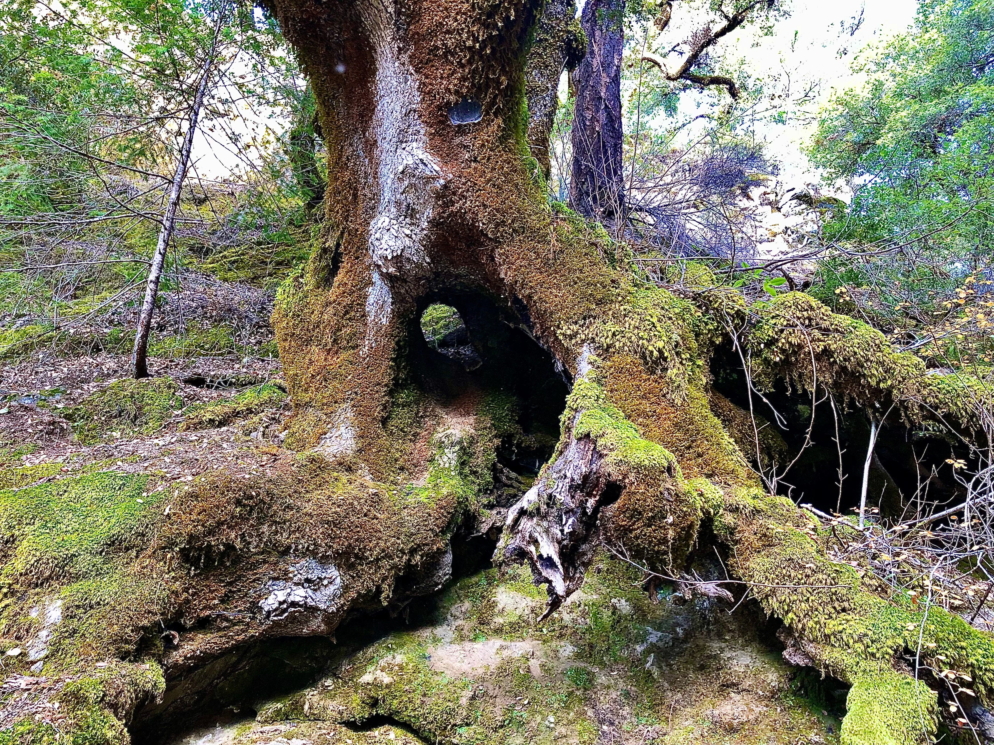 Inch Worm Wisdom From the Dreamscape | Rumi and the Shadow