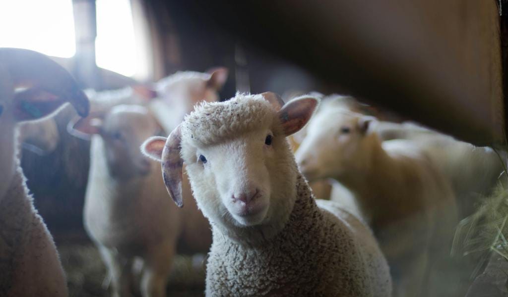The Problem of Ritual Slaughter - UK Human Rights Blog