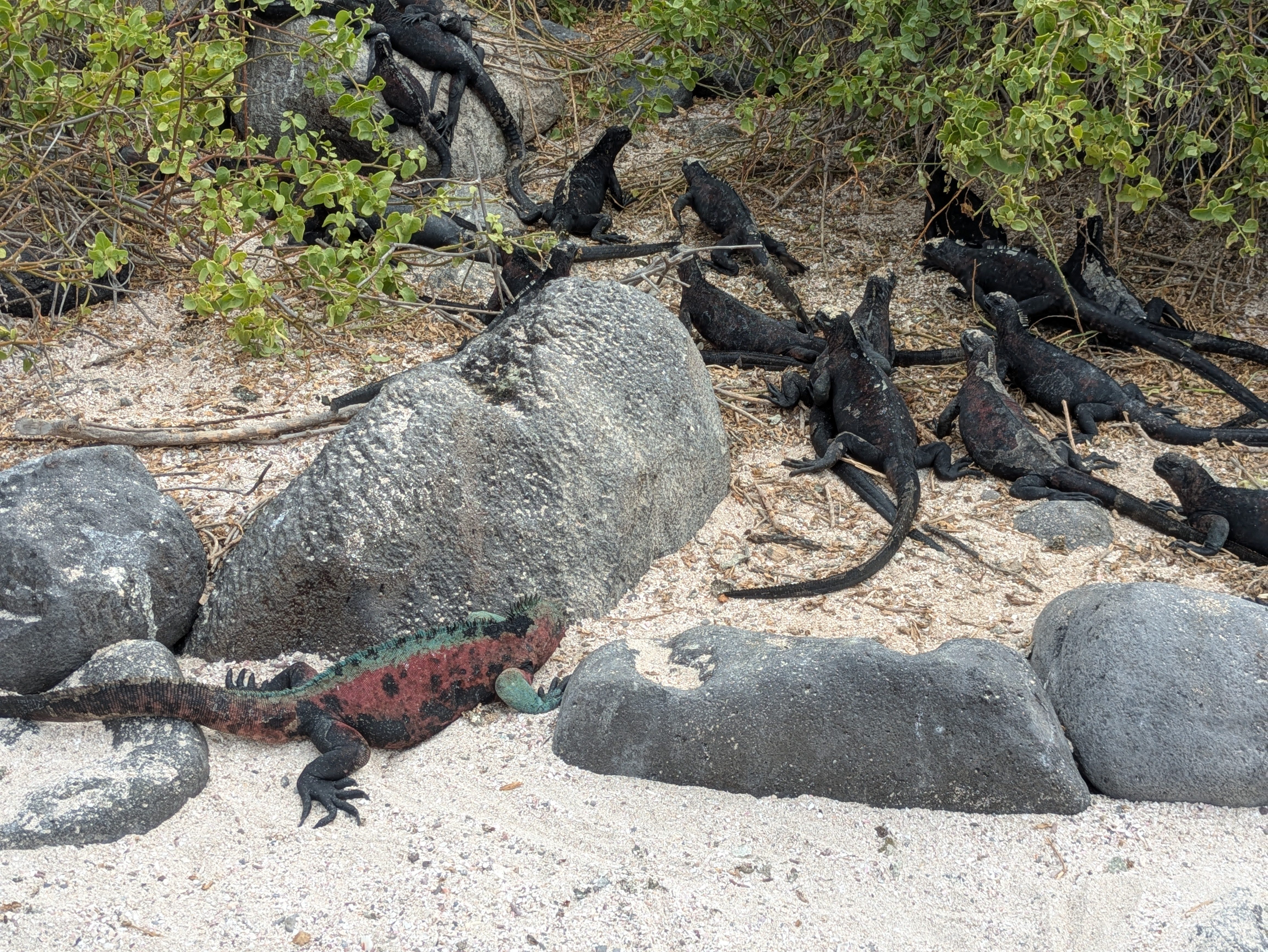 G is for Galápagos - by Jan Hogle