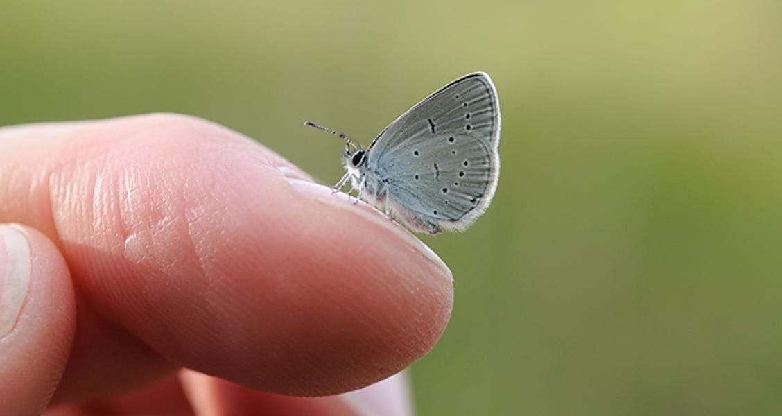 tiny butterfly uk
