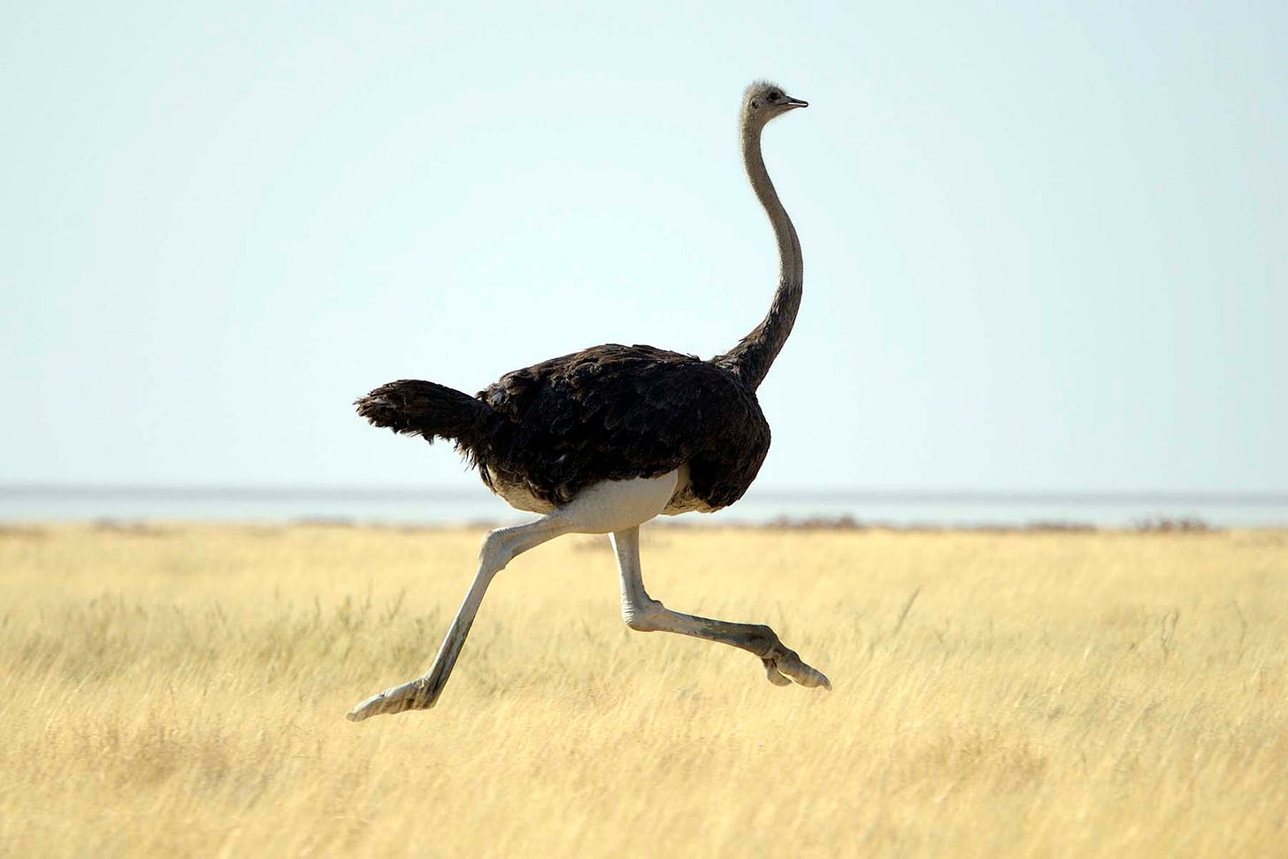 Did you know that ostriches are the only bird with 2 toes on each foot?