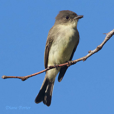 eastern phoebe flight