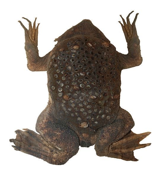 There's a toad that carries its eggs on its back